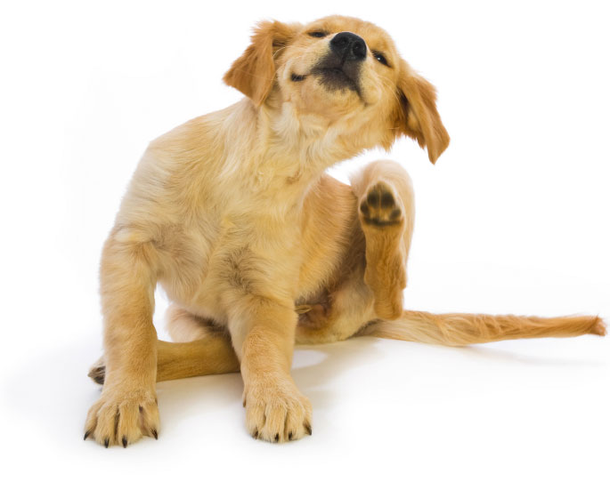 Veterinarian Dermatology Services in Cleveland, OH | Cleveland ...